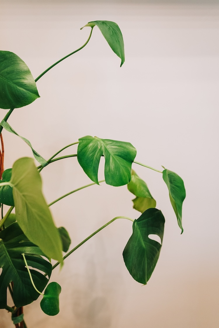 Trauma Informed Therapy Ottawa - Cultivate Mental Heath